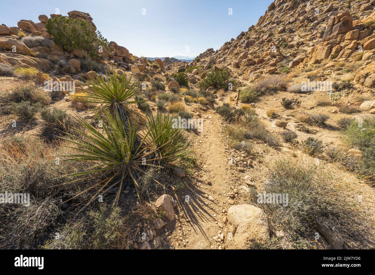 hiking maze loop trail in the joshua tree national park in the usa ...