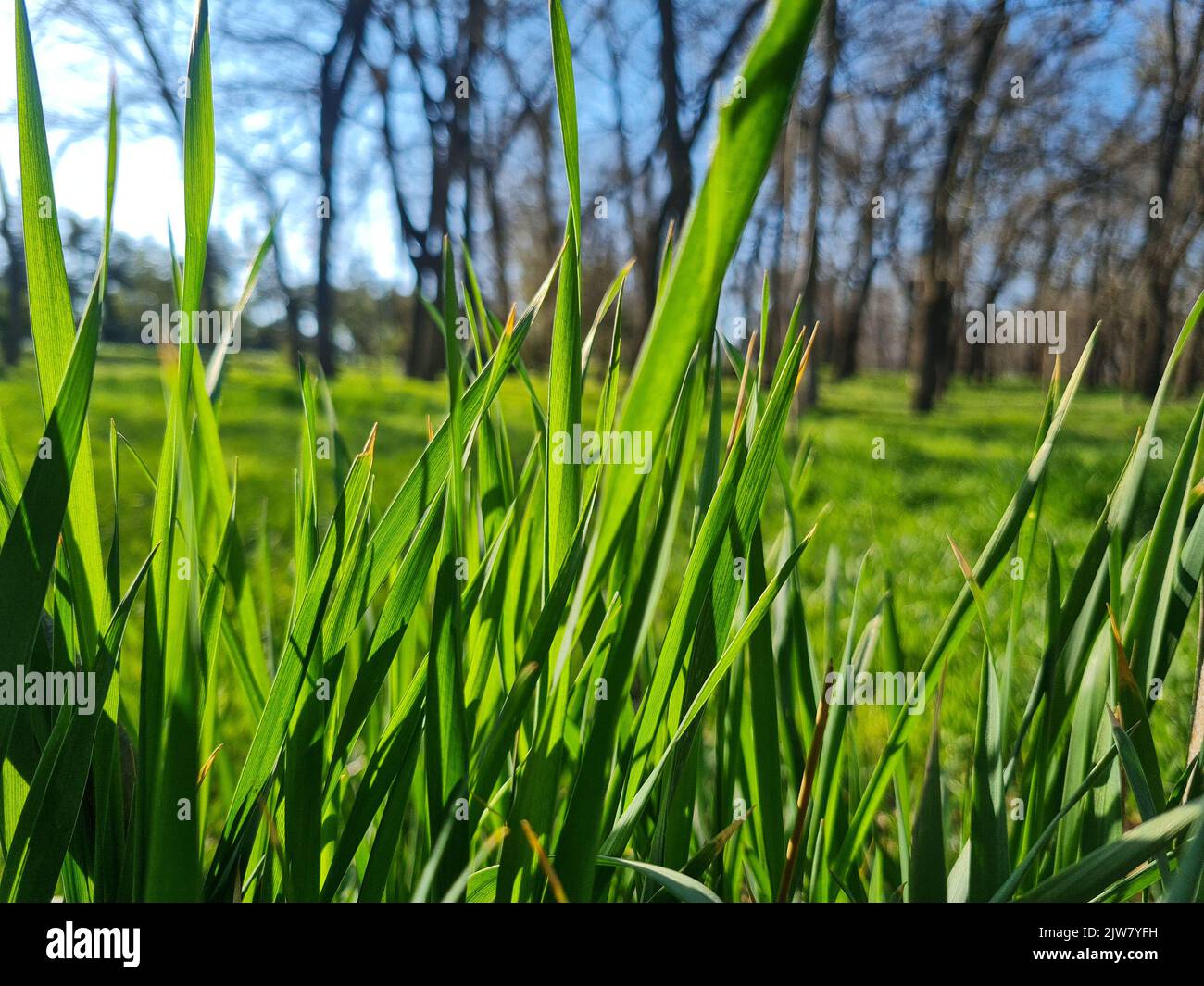 Green grass nature background landscape Element for design Stock Photo ...