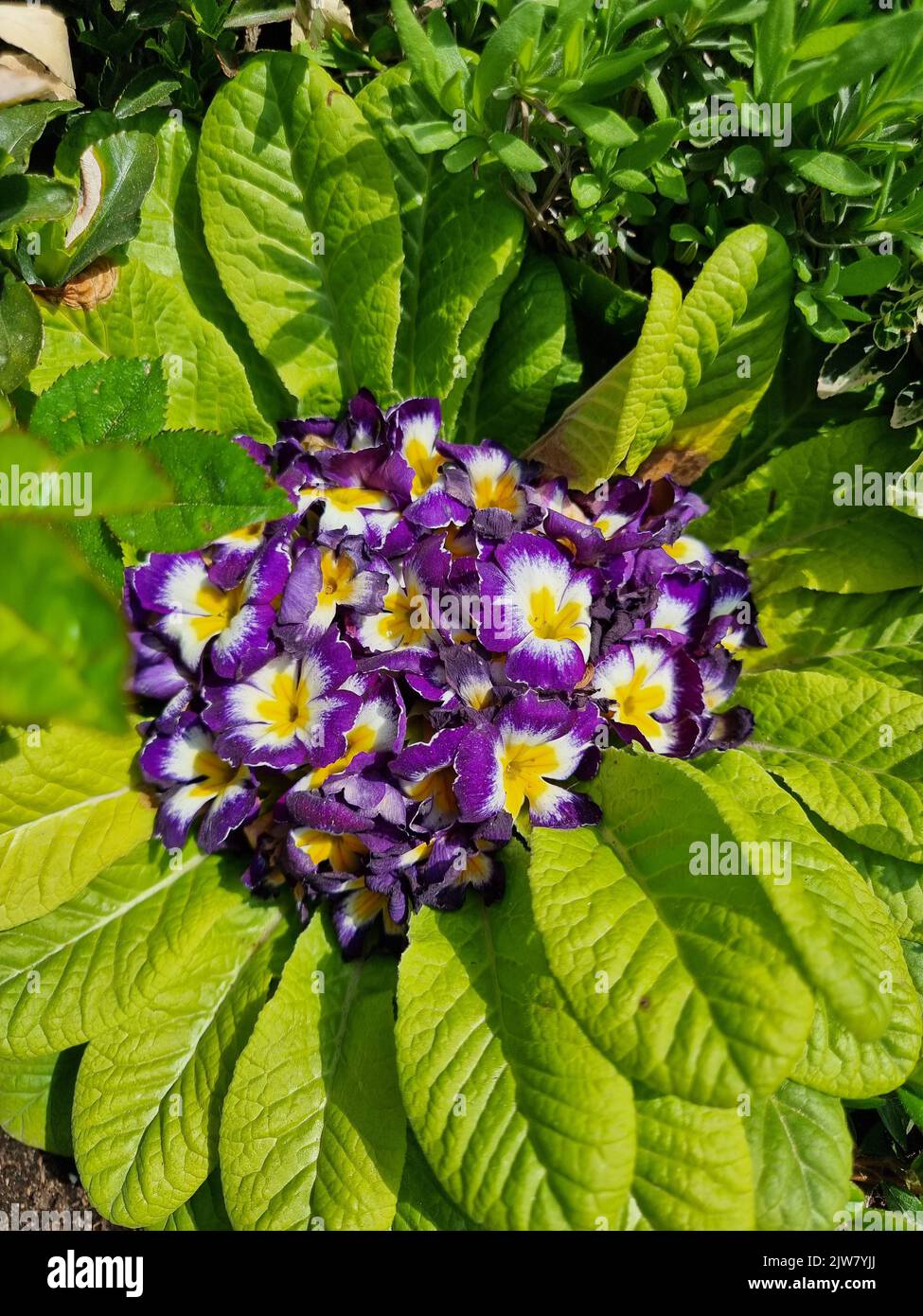 Beautiful unusual flowers in the garden Stock Photo - Alamy