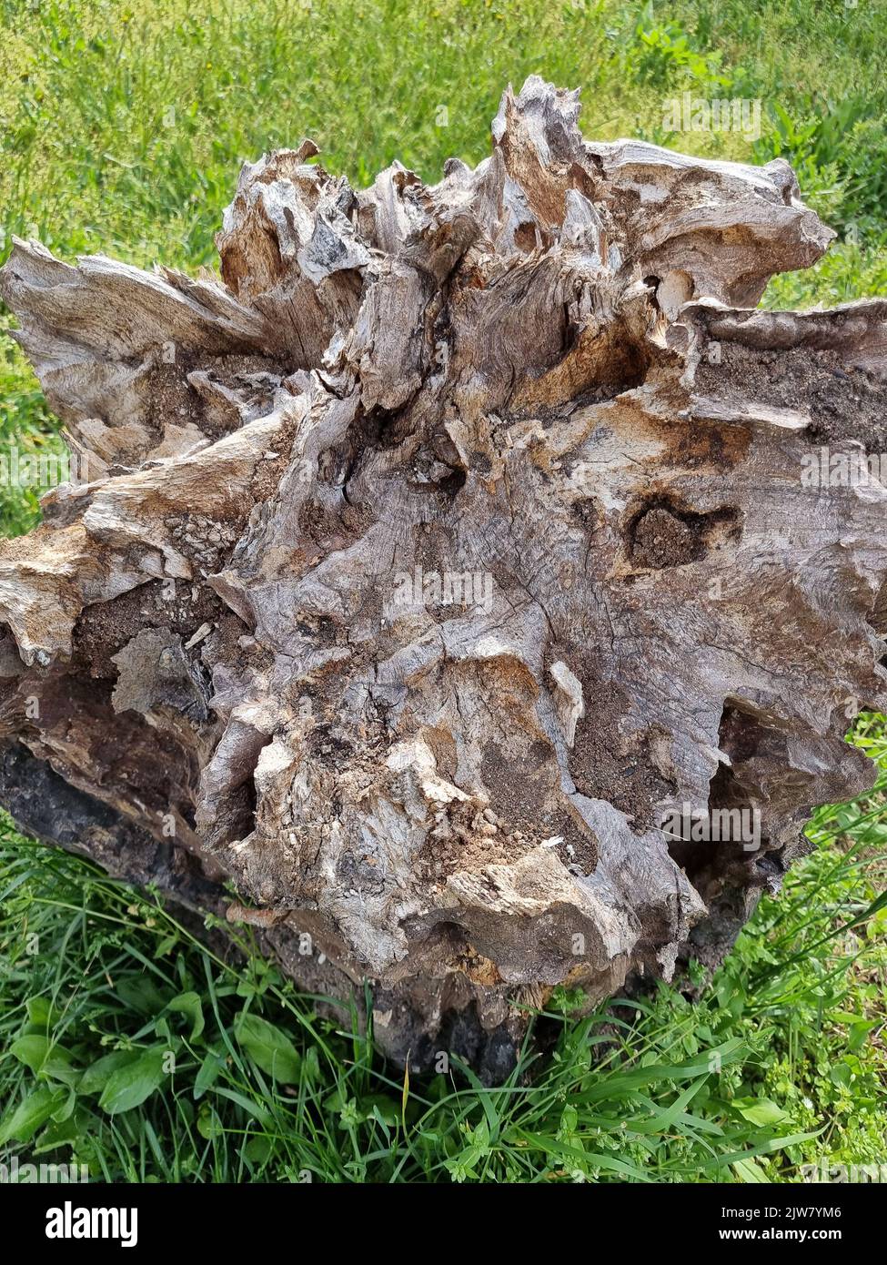 Old rotten stump mottled with insects against the background of green ...