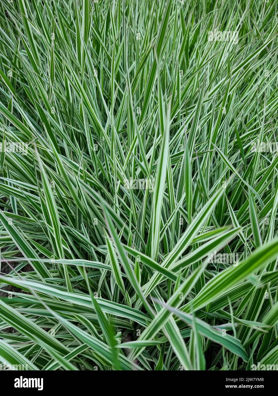 Green grass nature background landscape Element for design Stock Photo ...