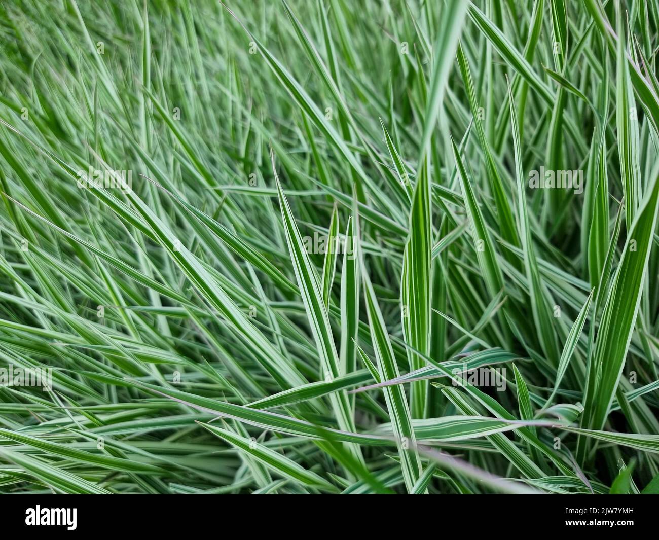 Green grass nature background landscape Element for design Stock Photo ...
