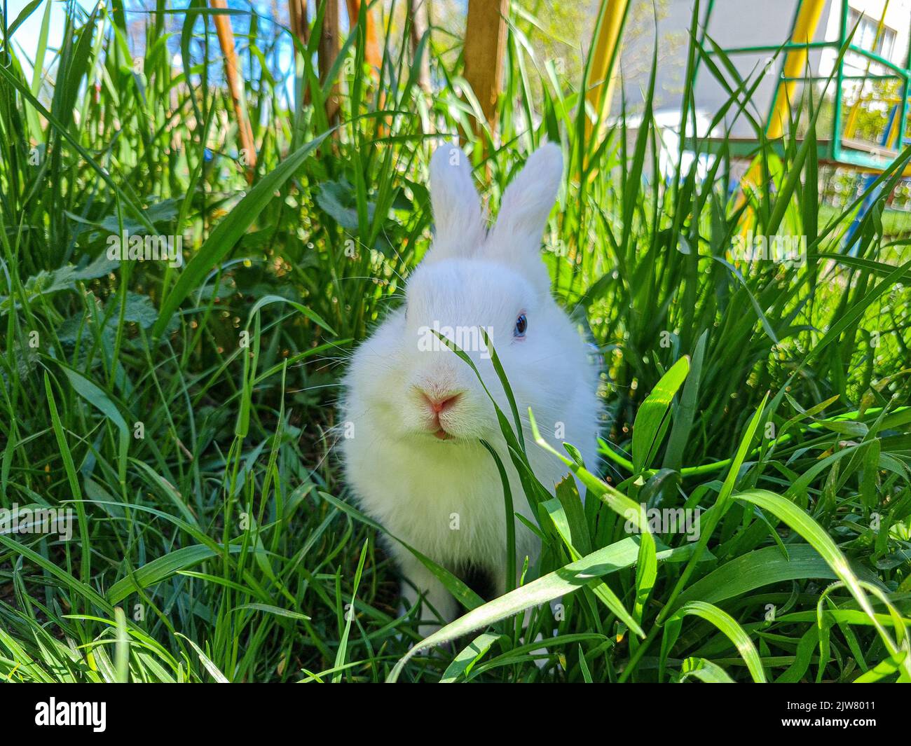 Cute fluffy white rabbit in green grass outdoor close up portrait Stock ...