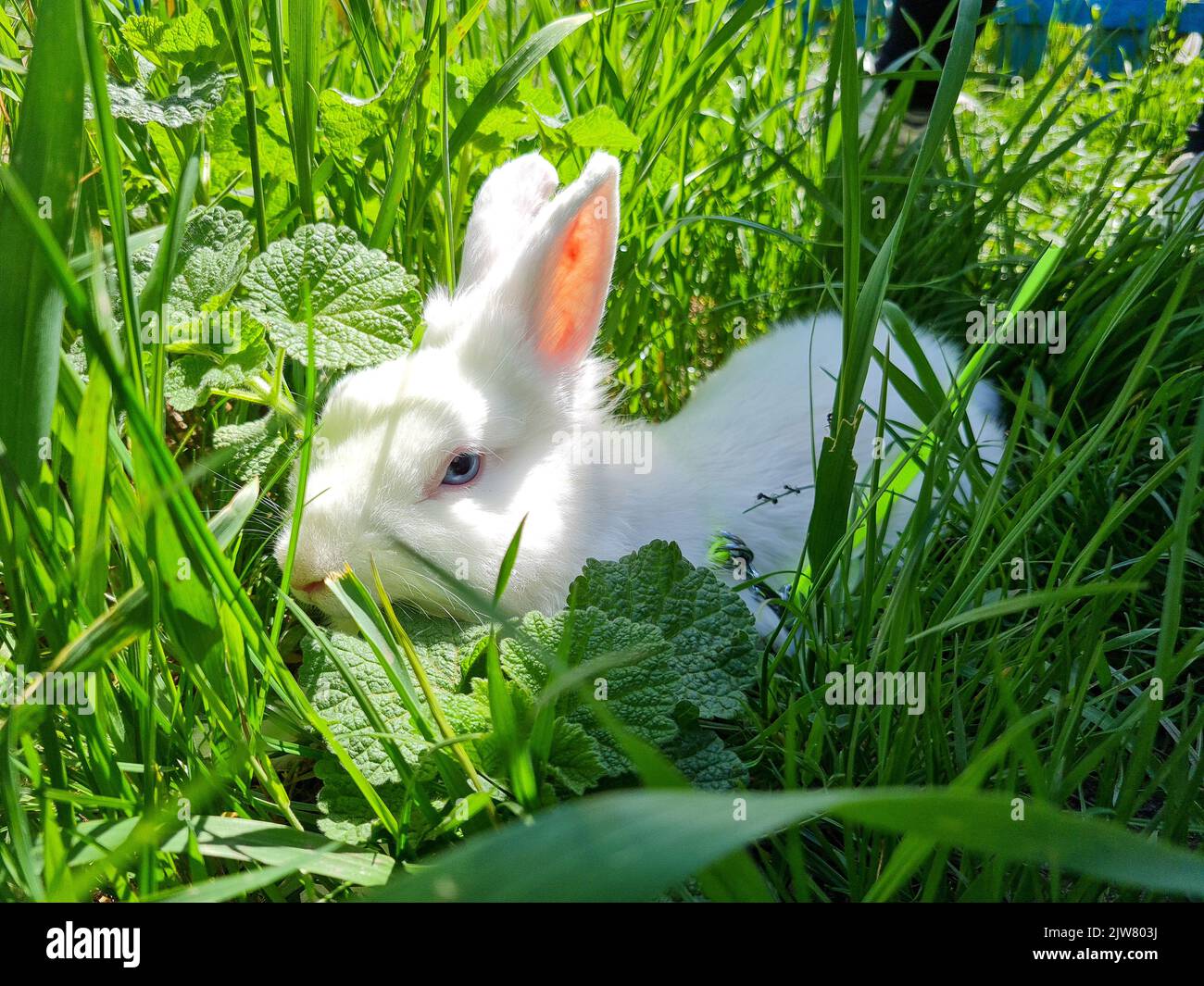 Cute fluffy white rabbit in green grass outdoor close up portrait Stock ...