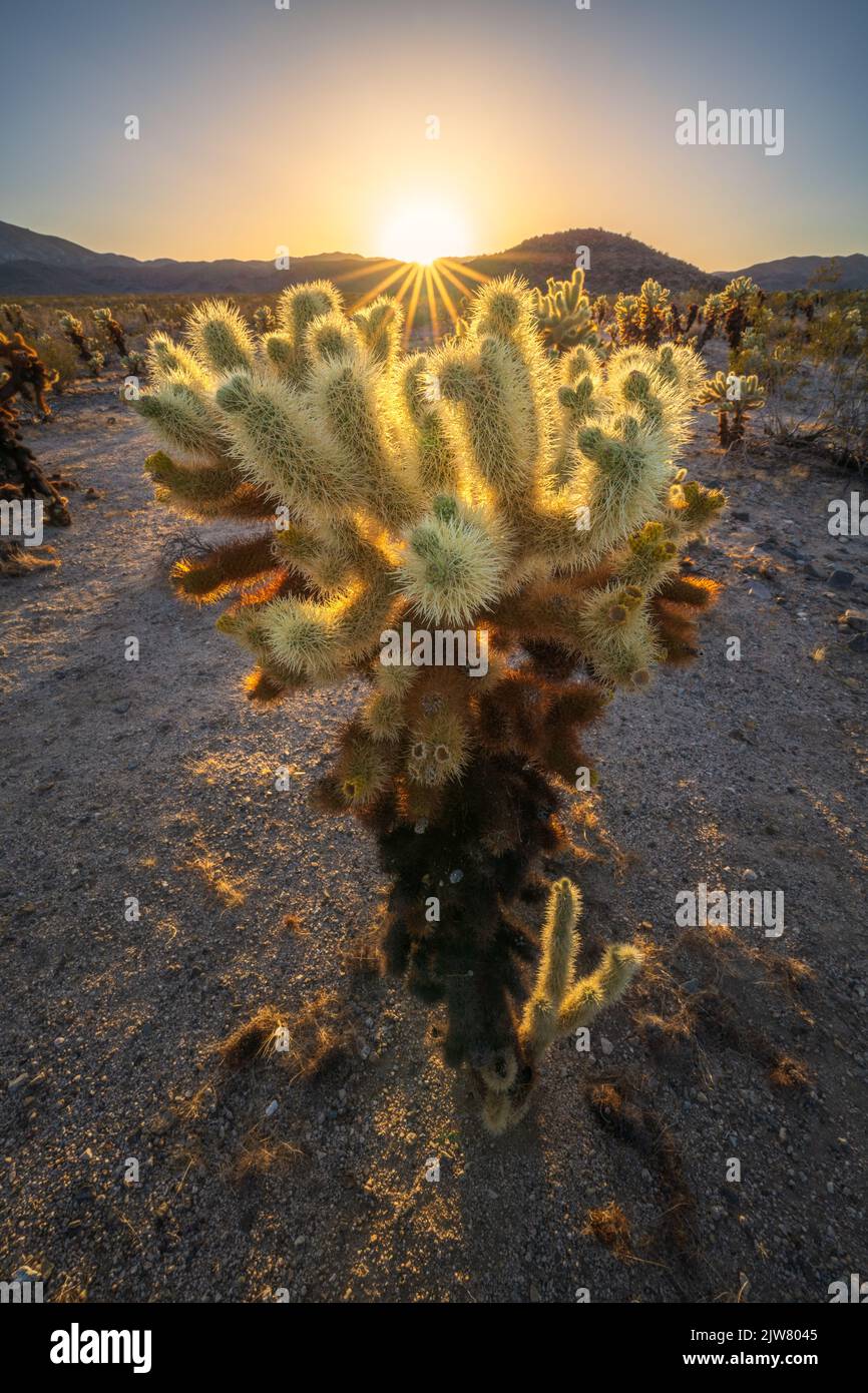 beautiful sunset at cholla cactus garden in joshua tree national park ...