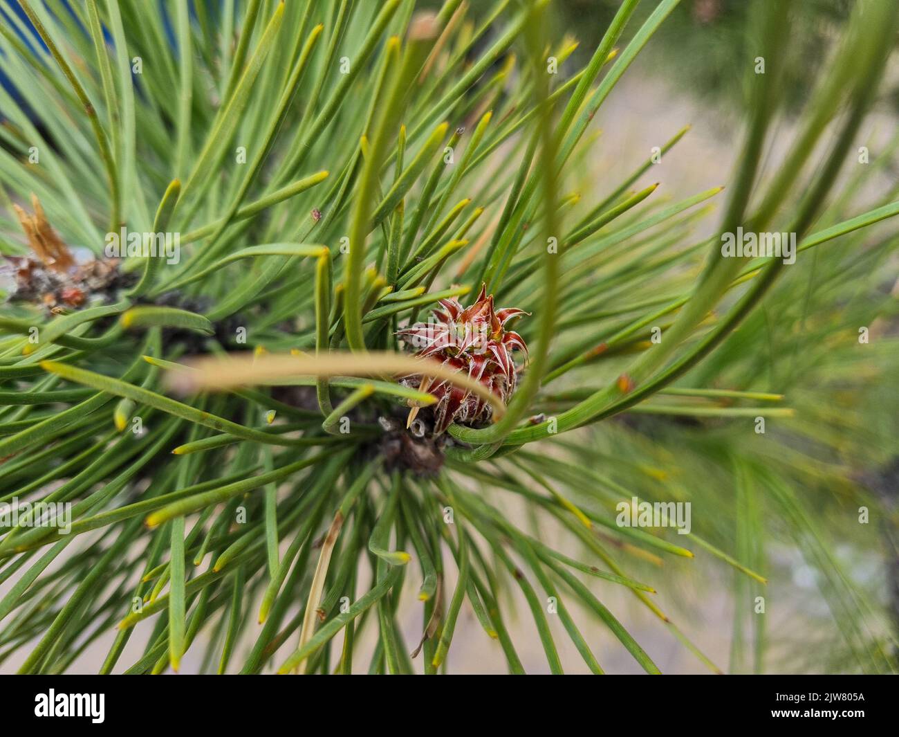 Conifer with cone green nature background close up Stock Photo - Alamy