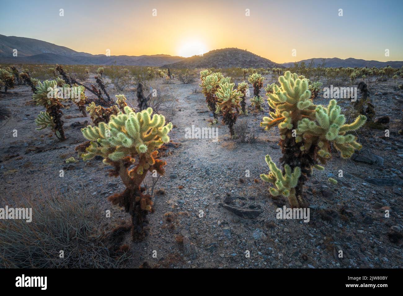 beautiful sunset at cholla cactus garden in joshua tree national park ...