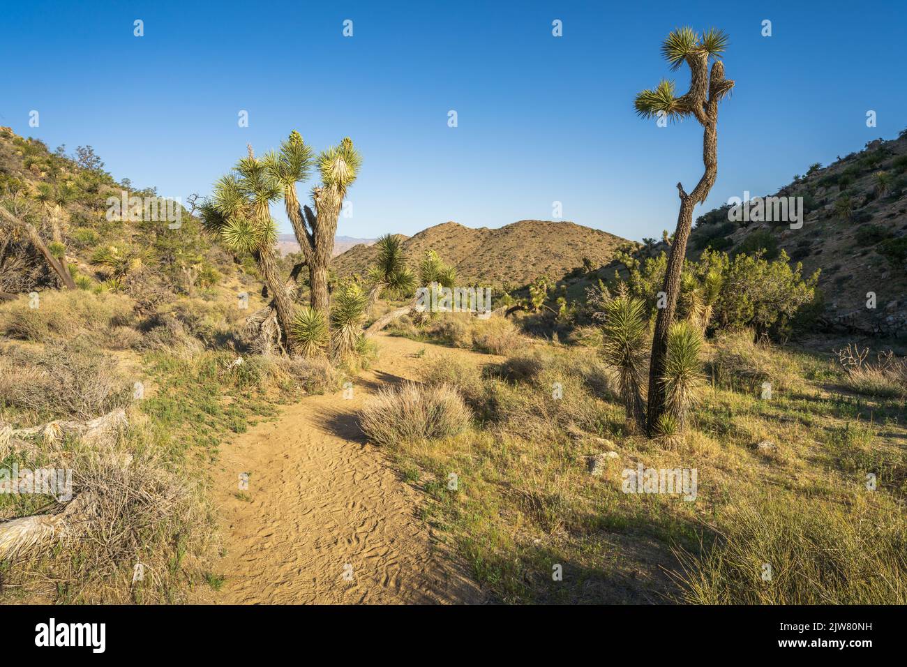 hiking the high view nature trail in black rock canyon, joshua tree ...
