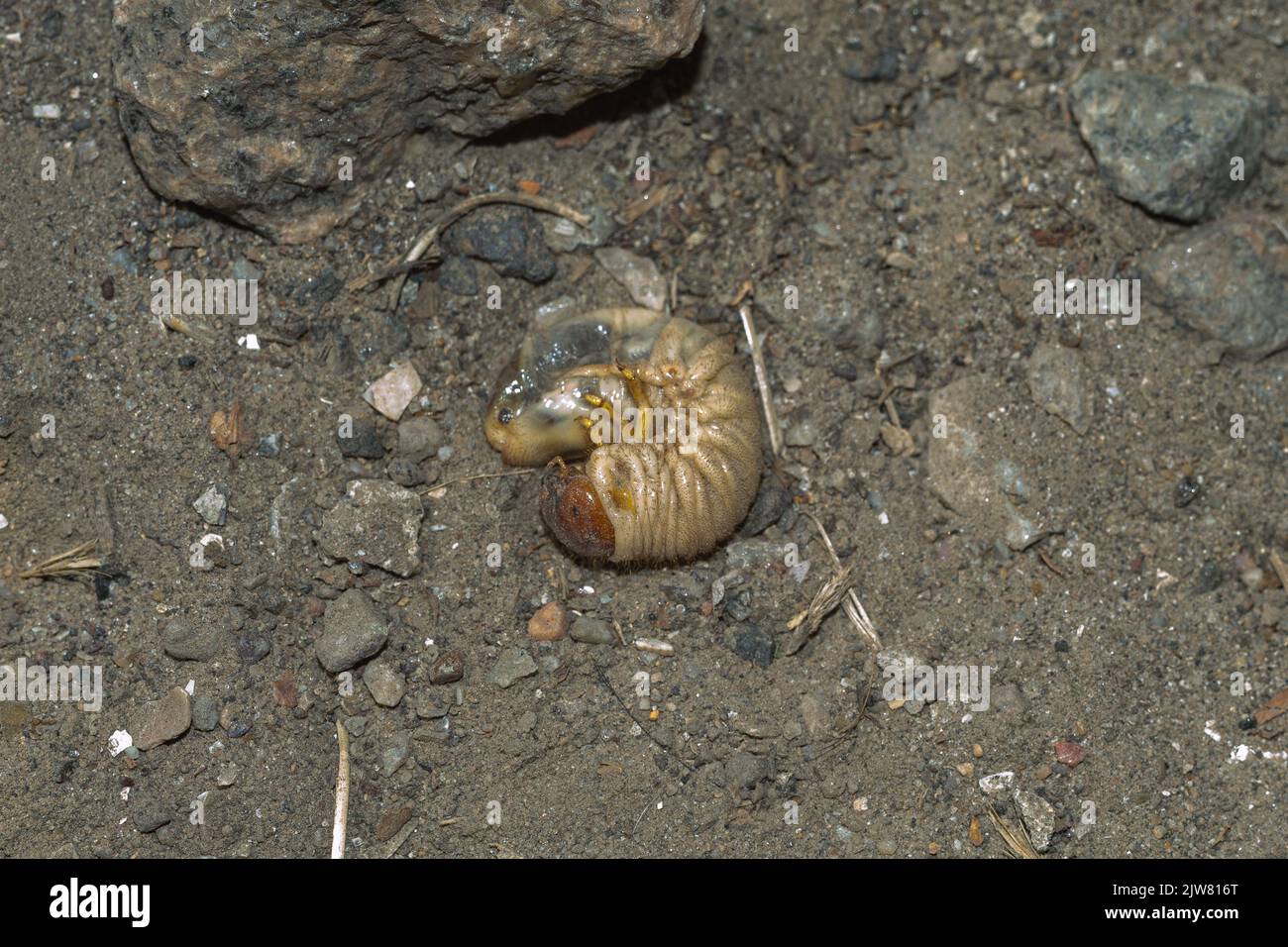 Chafer grubs The may bug cockchafer on the ground close up Stock Photo ...