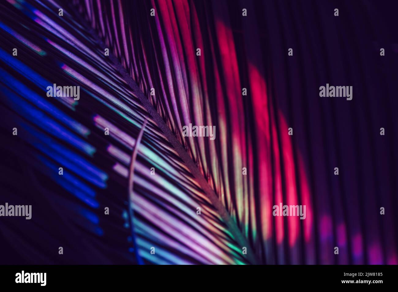 Close up beautiful palm leaf in colorful light. Minimalism retro style ...