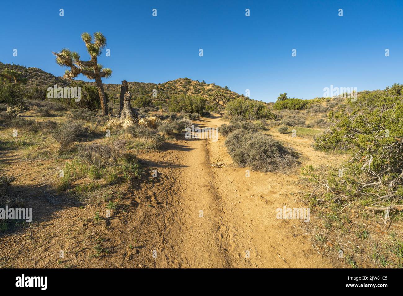 hiking the west side loop trail in black rock canyon, joshua tree ...
