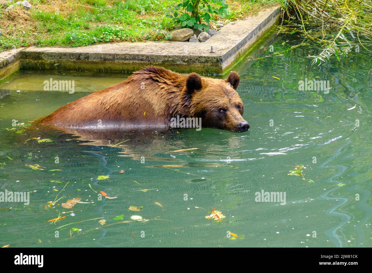 An adult bear, official symbol of canton of Bern, swimming in the pool ...