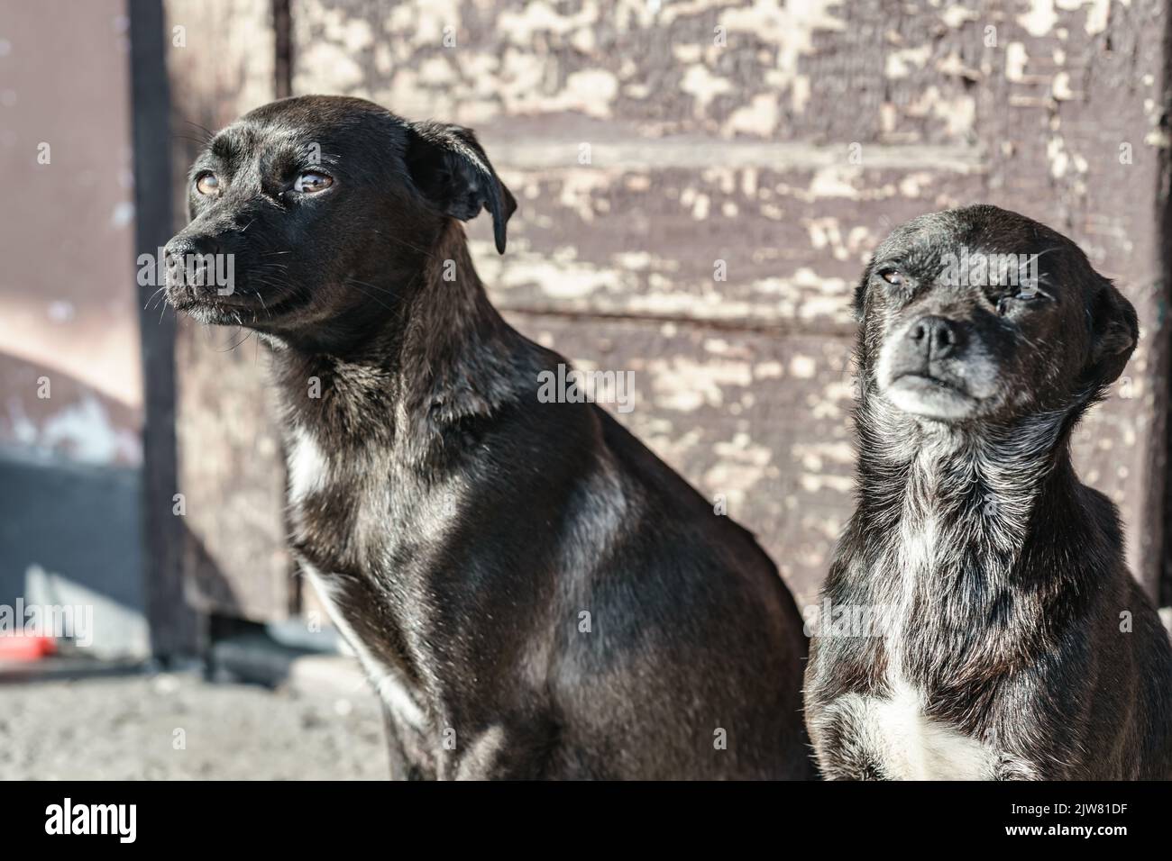 Two old dogs. Mother and daughter. Pets in the yard Stock Photo - Alamy