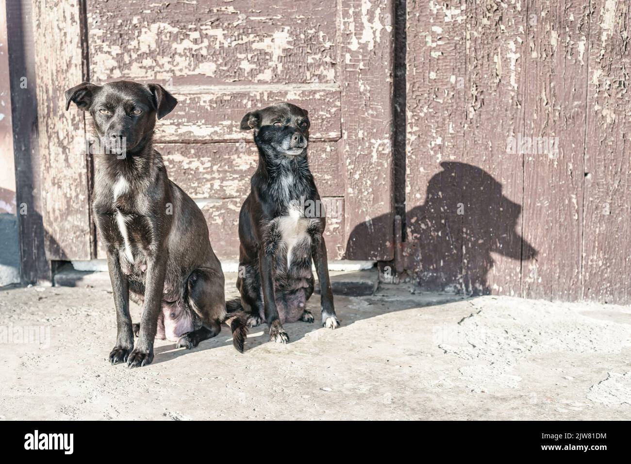 Two old dogs. Mother and daughter. Pets in the yard Stock Photo - Alamy