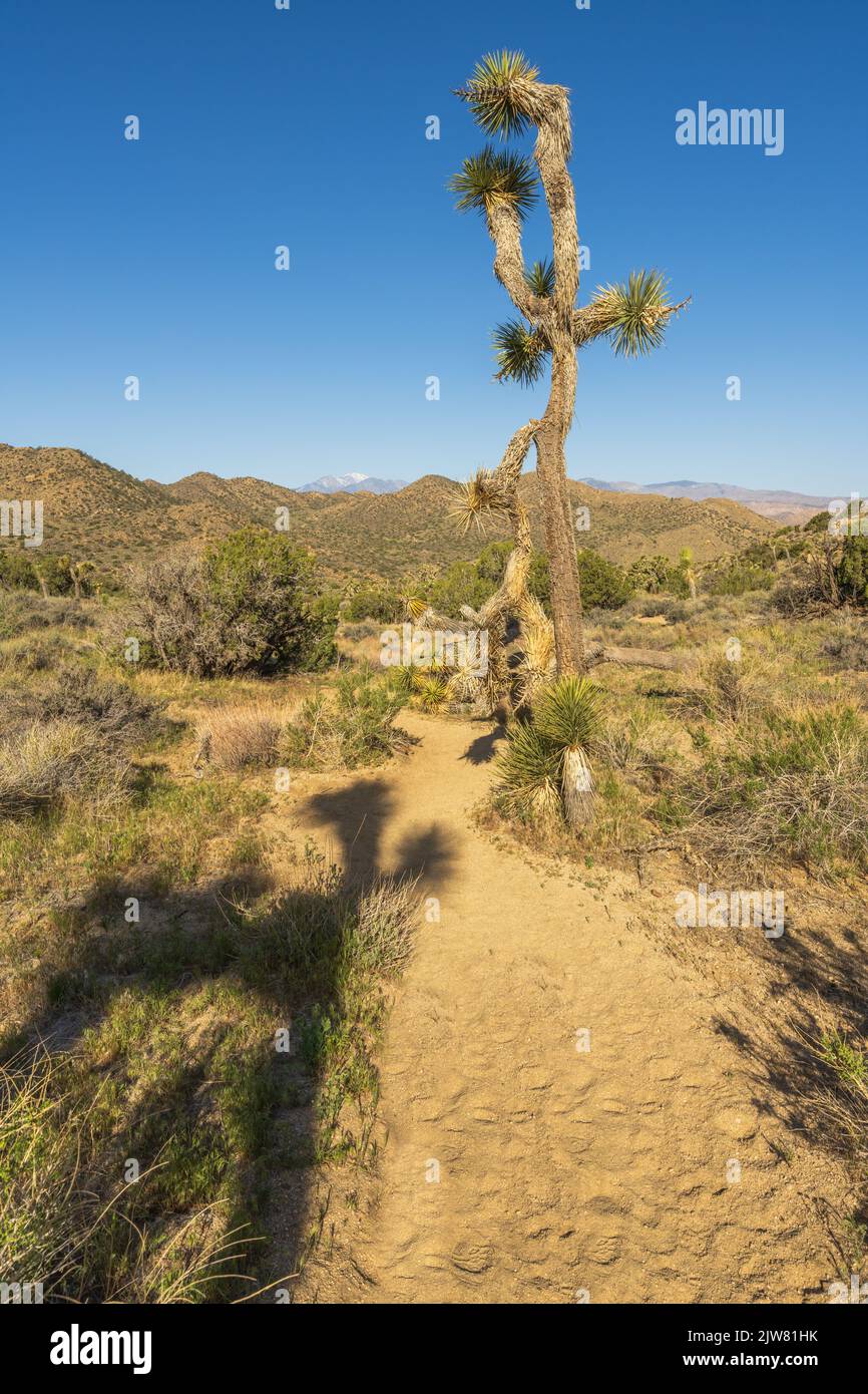 hiking the west side loop trail in black rock canyon, joshua tree ...