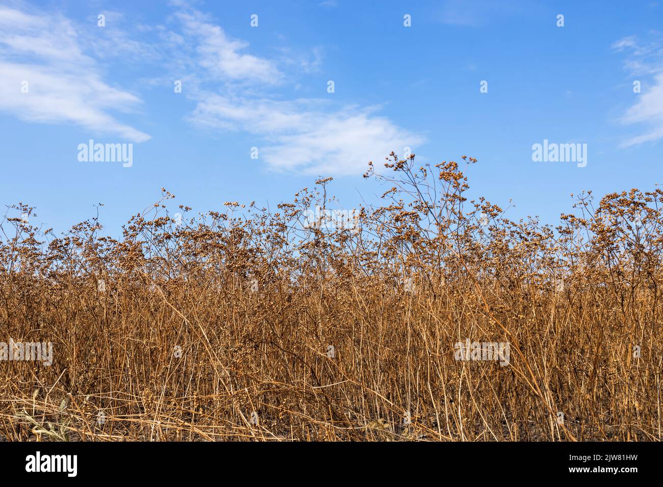 field of matured coriander plants and blue sky on the background Stock ...
