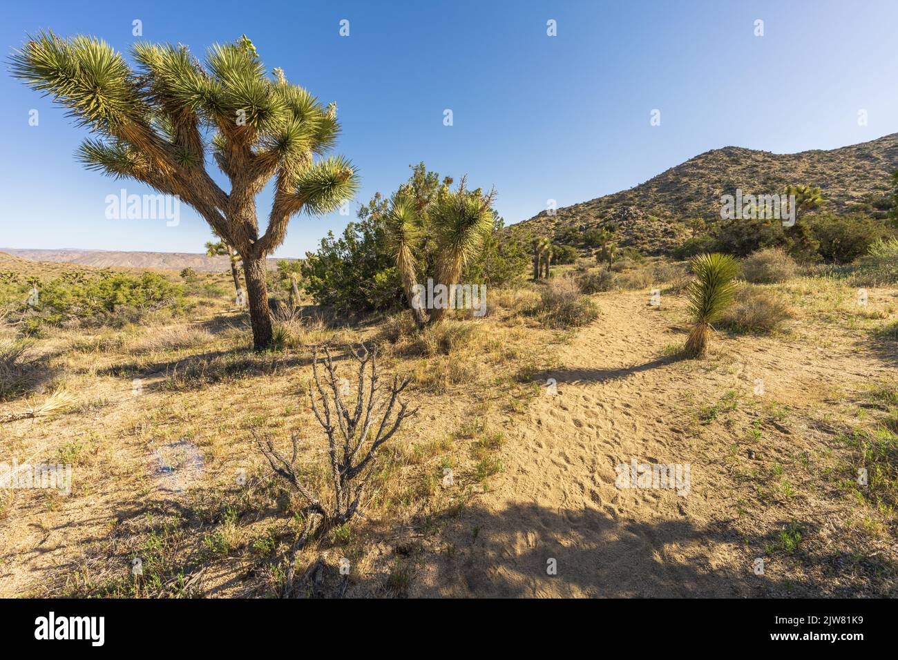 hiking the west side loop trail in black rock canyon, joshua tree ...