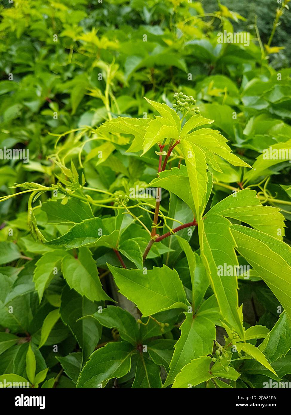 Green leaves wall background wild grapes foliage texture Close up Stock ...