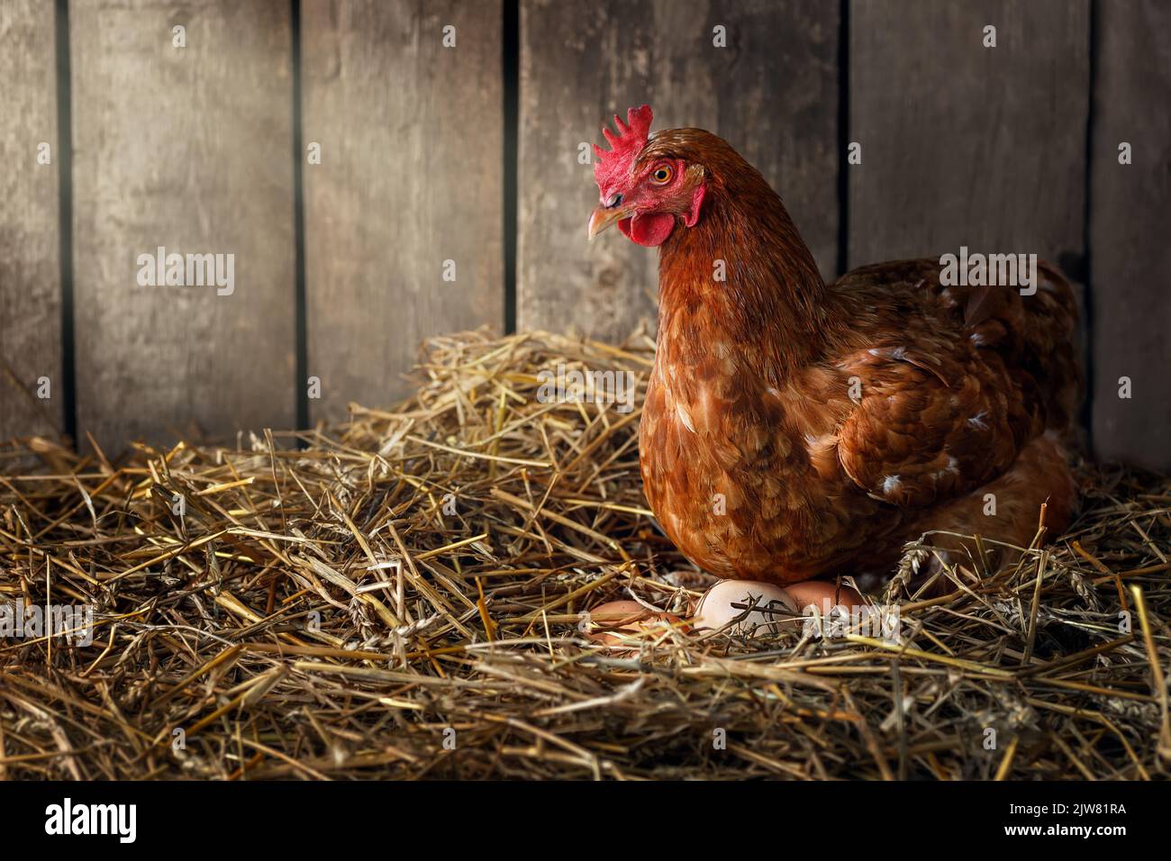 chicken hatching eggs in nest of straw inside a wooden henhouse Stock ...