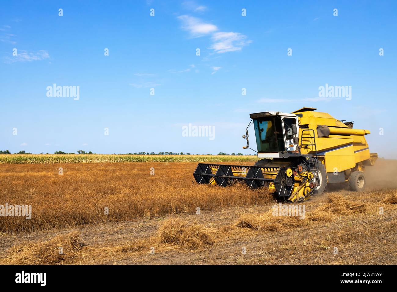 yellow combine harvester cutting coriander plants on field Stock Photo ...