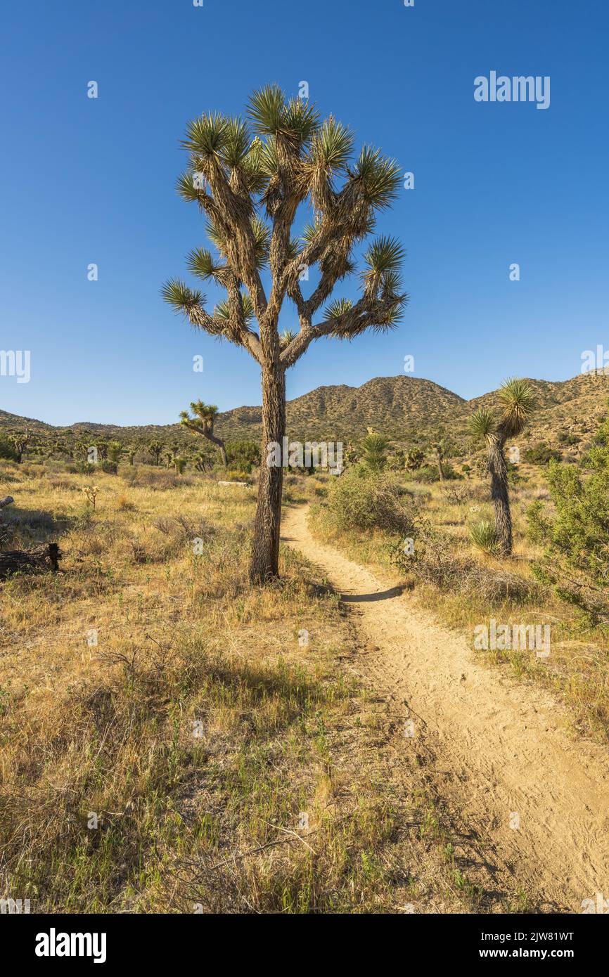 hiking the west side loop trail in black rock canyon, joshua tree ...