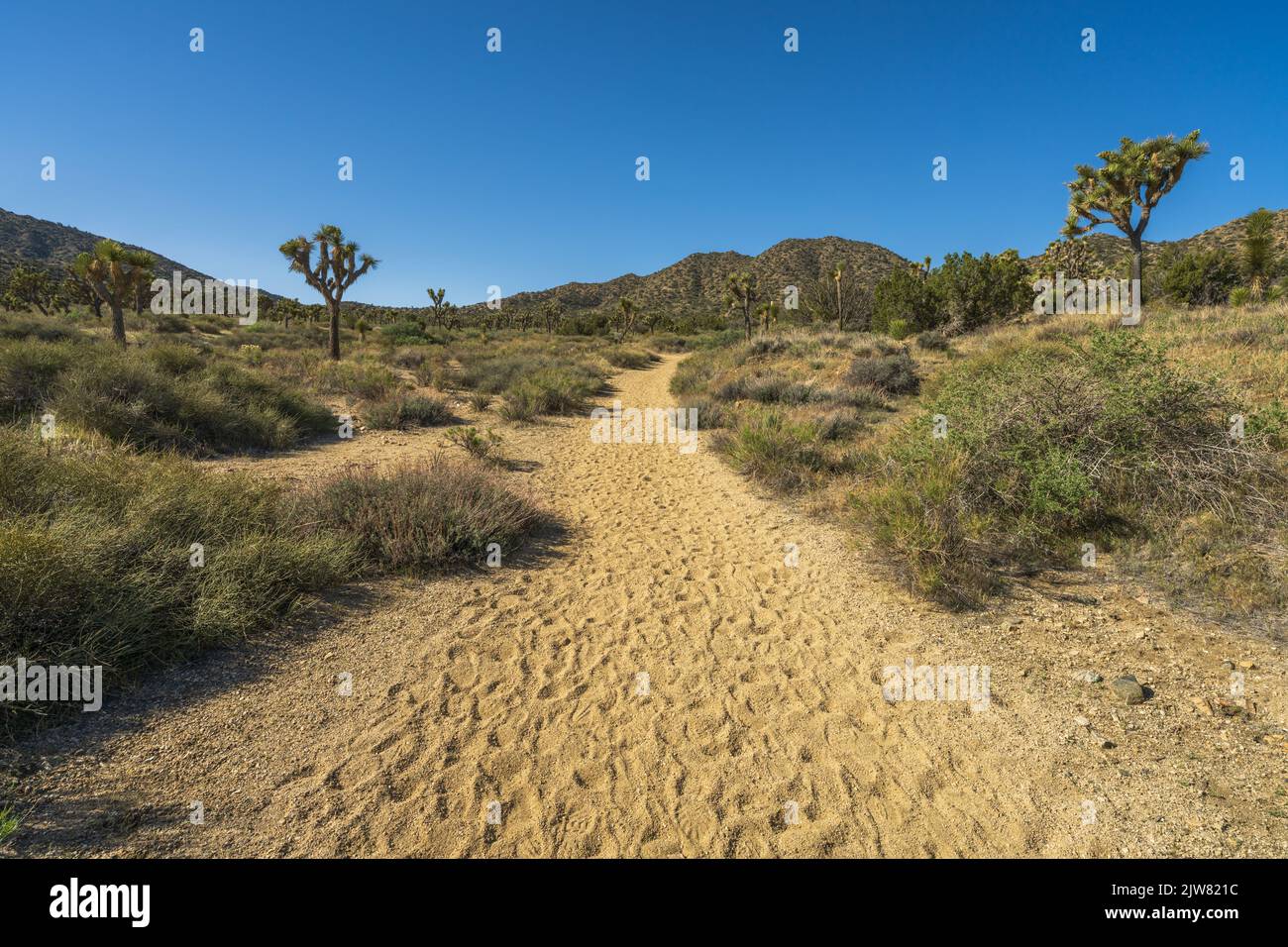 hiking the west side loop trail in black rock canyon, joshua tree ...