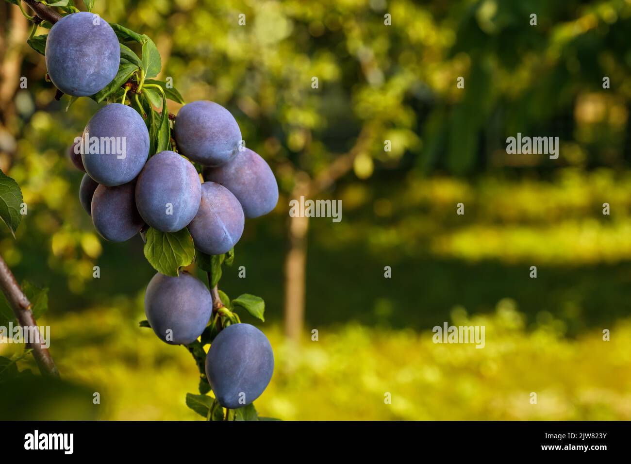 Plum plantation hi-res stock photography and images - Alamy