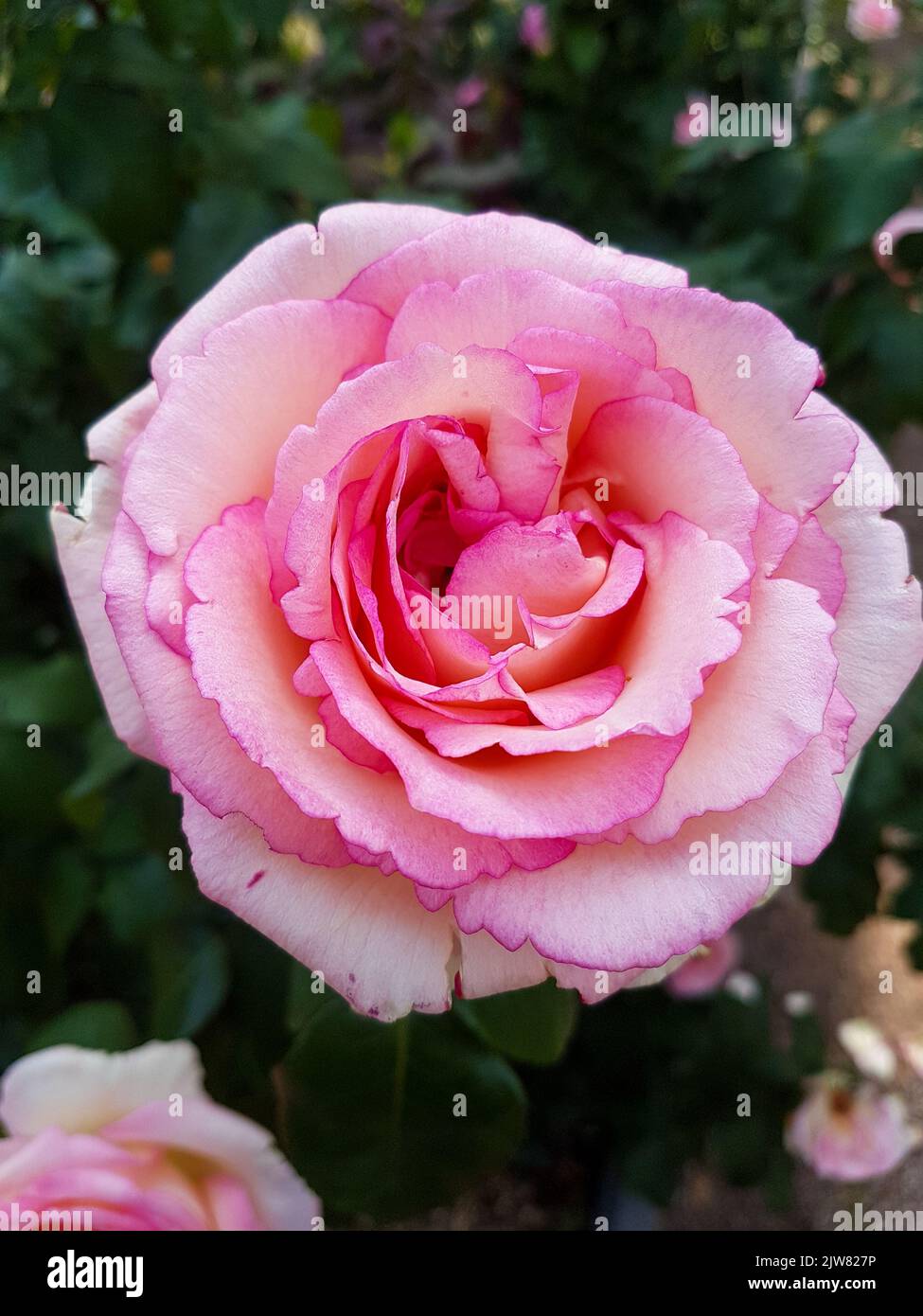 A beautiful rose flowers outdoors Roses in the garden Stock Photo - Alamy