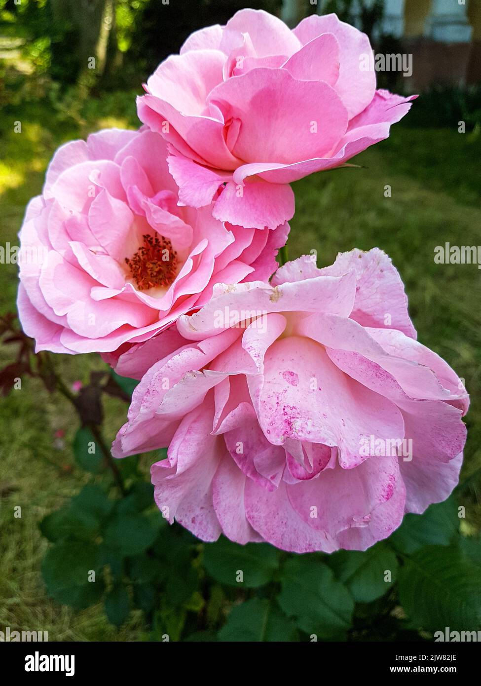 A beautiful rose flowers outdoors Roses in the garden Stock Photo - Alamy