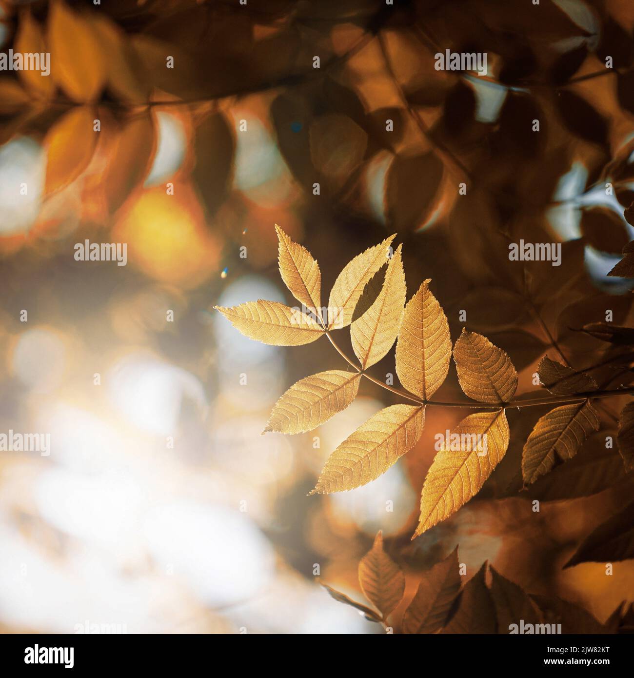 brown tree leaves in fall season, autumn leaves, brown backgrounds ...