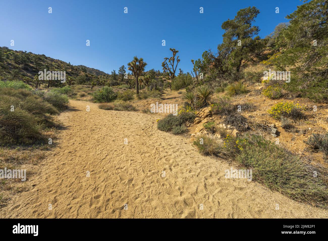 hiking the west side loop trail in black rock canyon, joshua tree ...