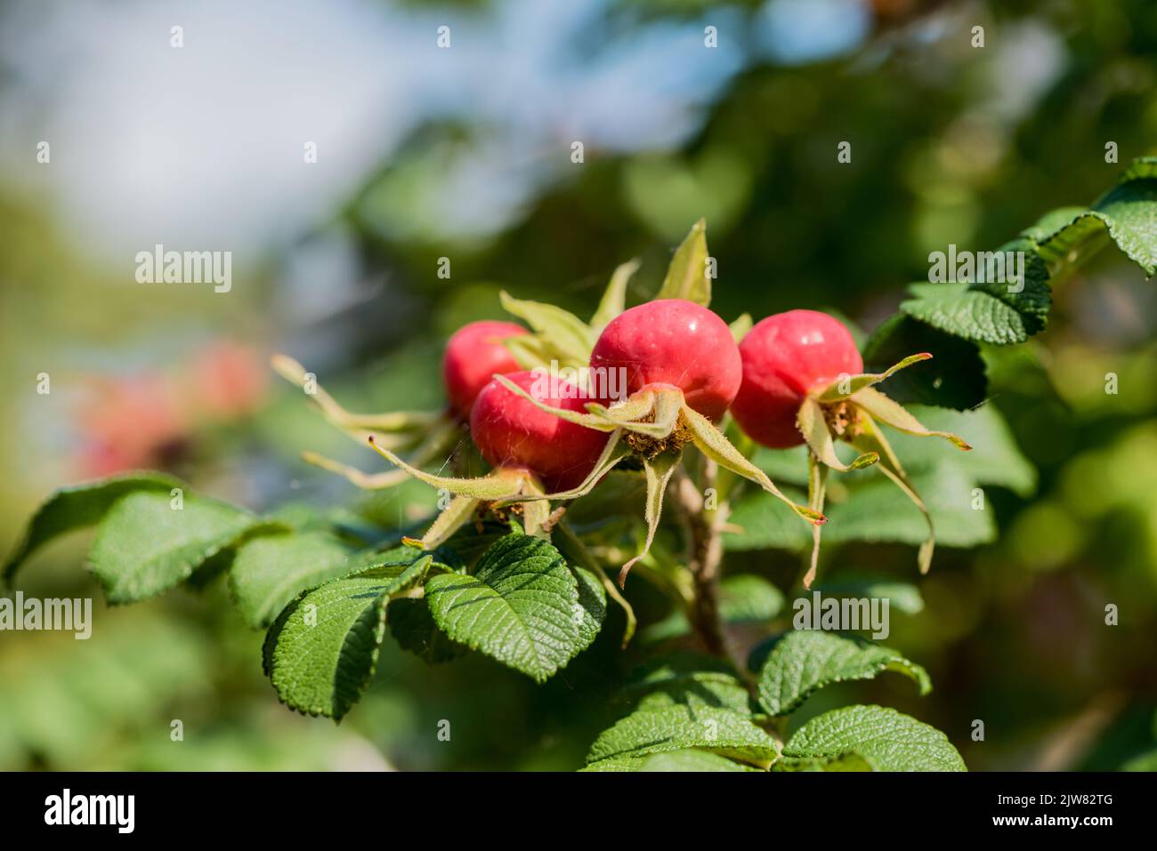 Rose hips from the Japanese Rose (Rosa rugosa Stock Photo - Alamy