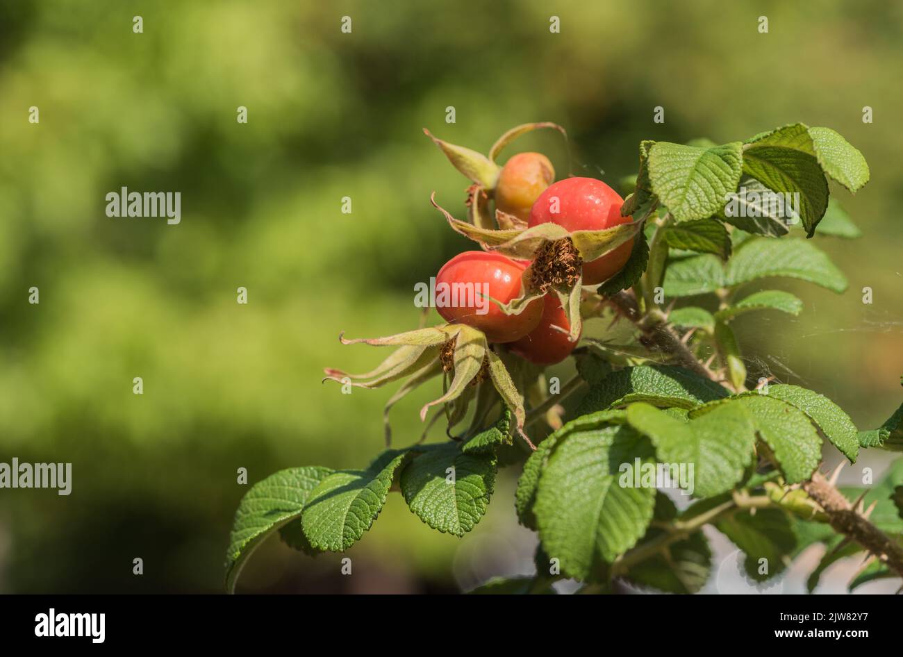 Rose hips from the Japanese Rose (Rosa rugosa Stock Photo - Alamy