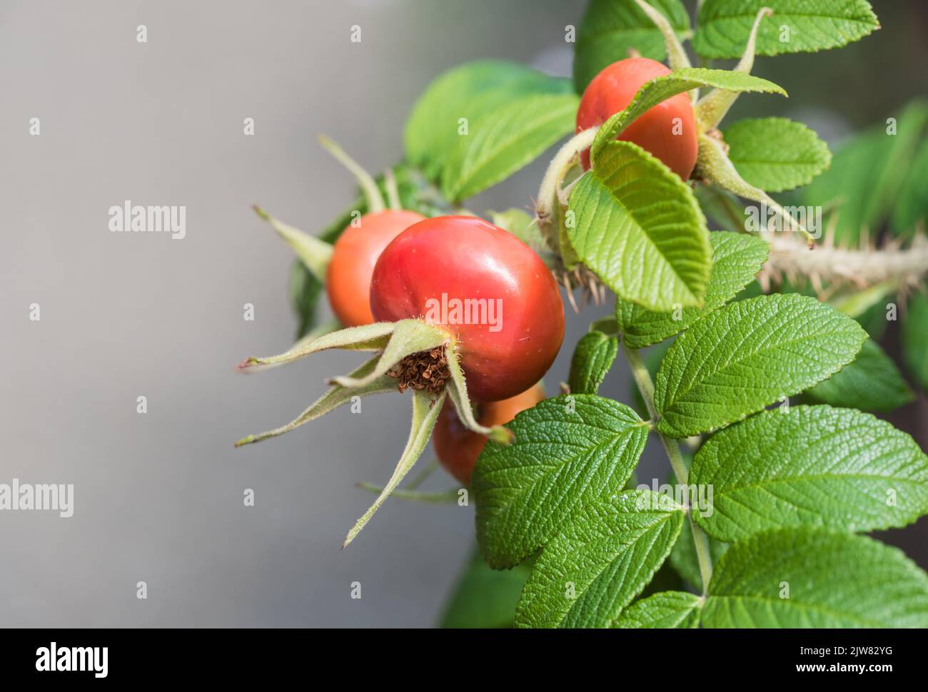 Rose hips from the Japanese Rose (Rosa rugosa Stock Photo - Alamy