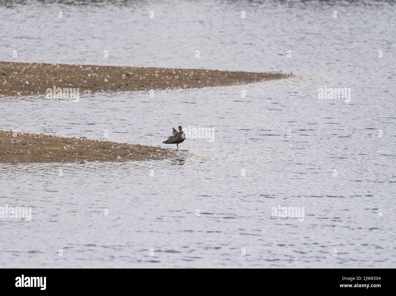 Preening Lapwing (Vanellus vanellus Stock Photo - Alamy