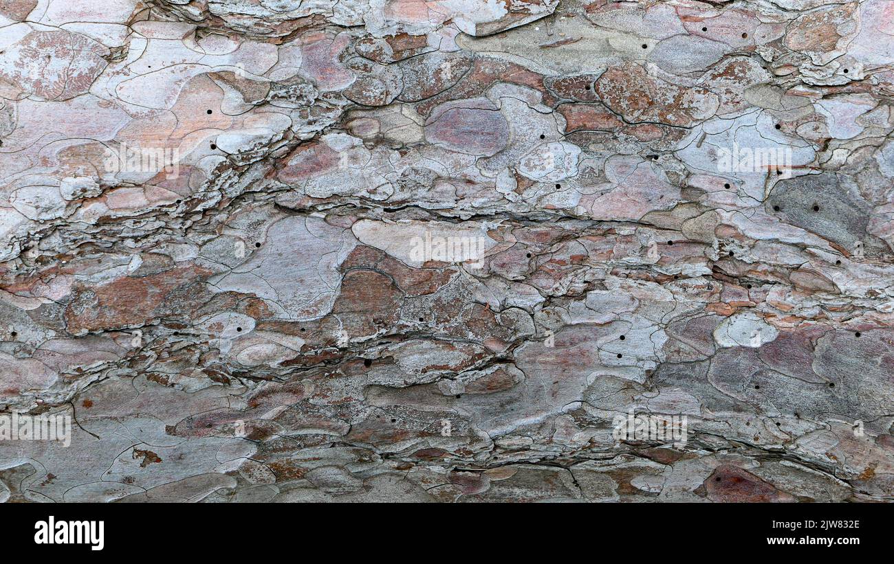 Old vintage rustic aged antique wooden Tree bark texture wood ...