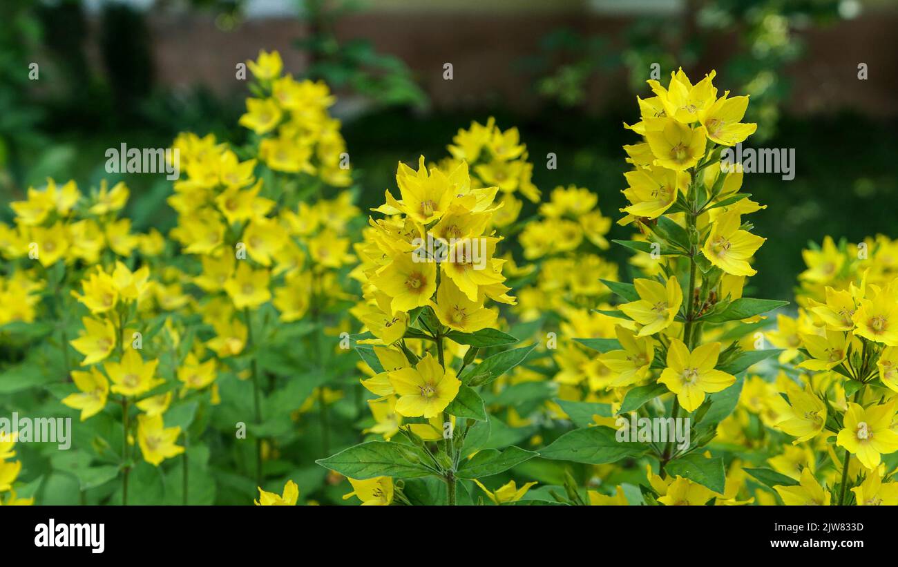 Beautiful unusual flowers in the garden Stock Photo - Alamy