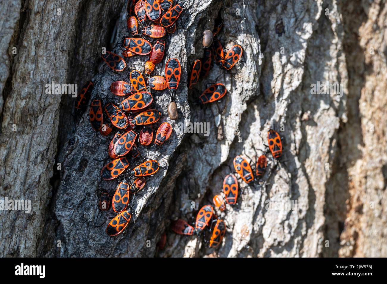 Fire beetles or fire bugs gathered on the bark of a tree Stock Photo ...