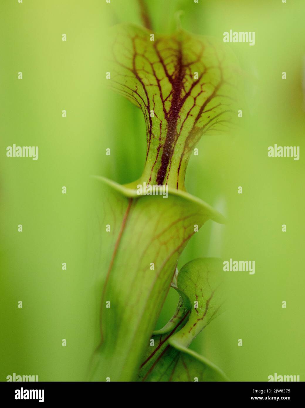 The beautiful and deadly Sarracenia trumpet pitcher plant. You don't ...