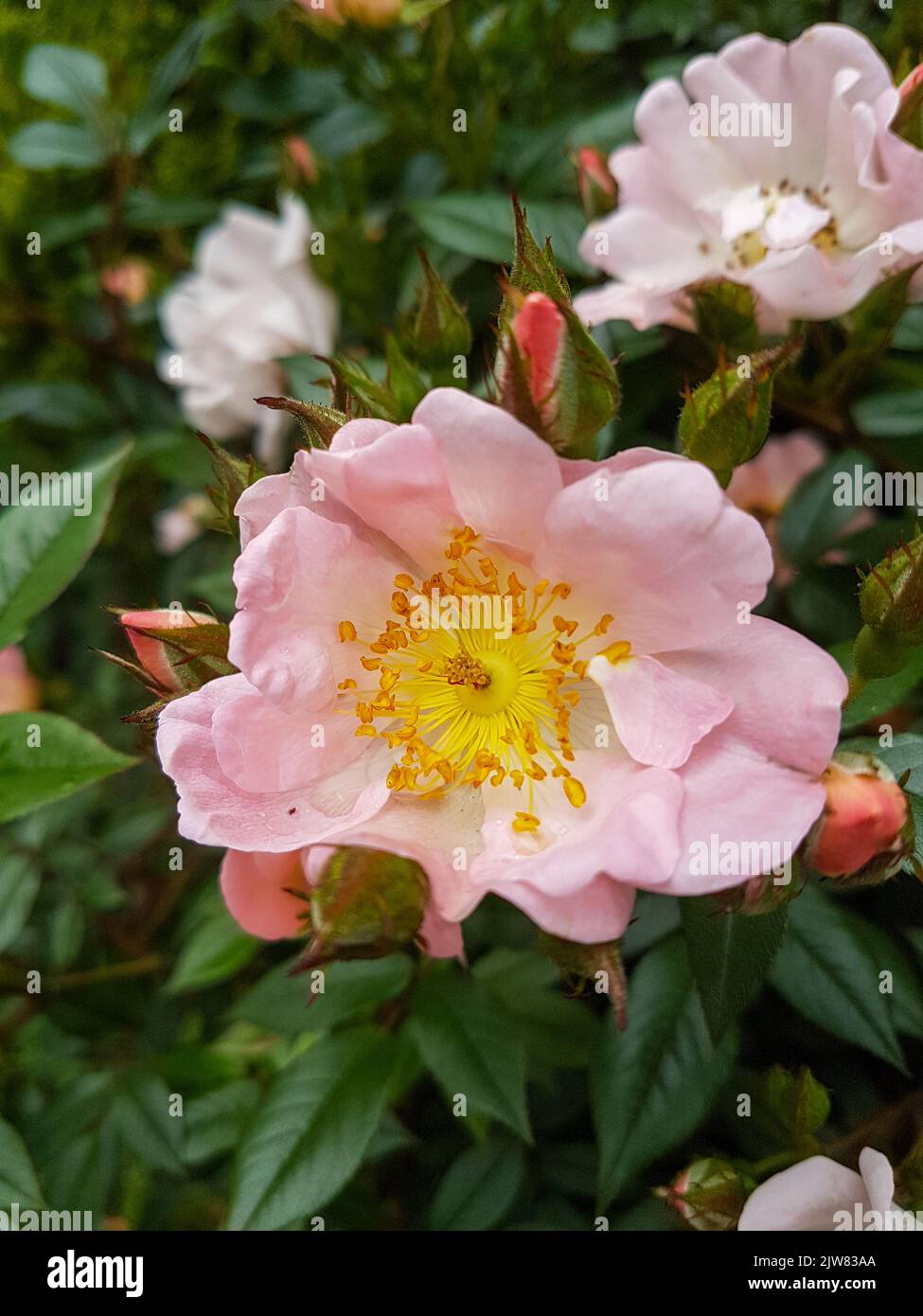 Beautiful rosehip rose flowers in the greenhouse Stock Photo - Alamy