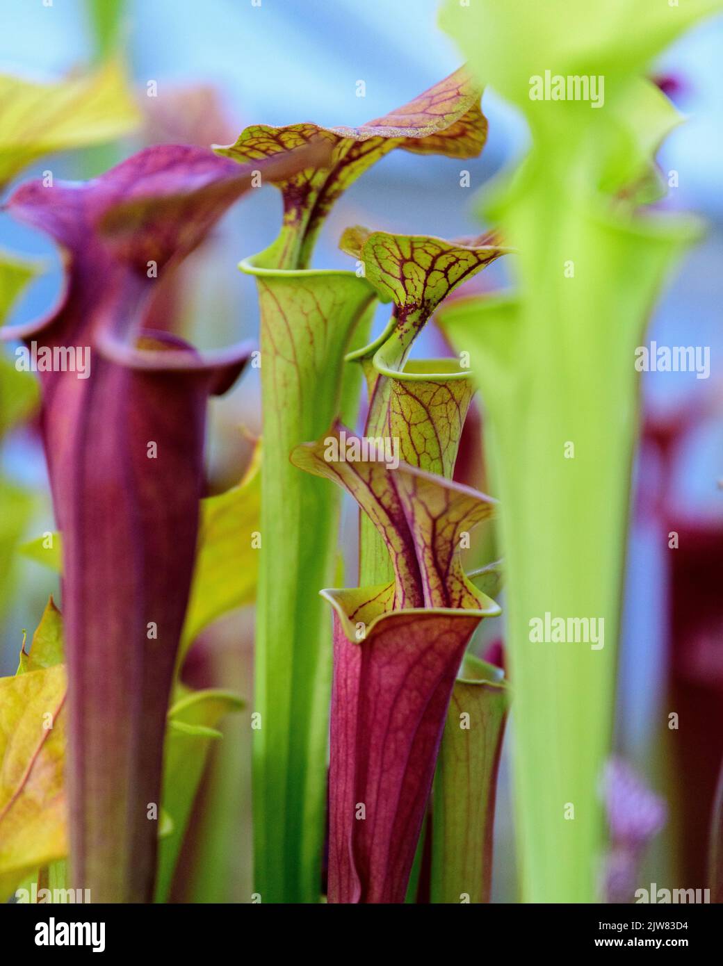 The beautiful and deadly Sarracenia trumpet pitcher plant. You don't ...