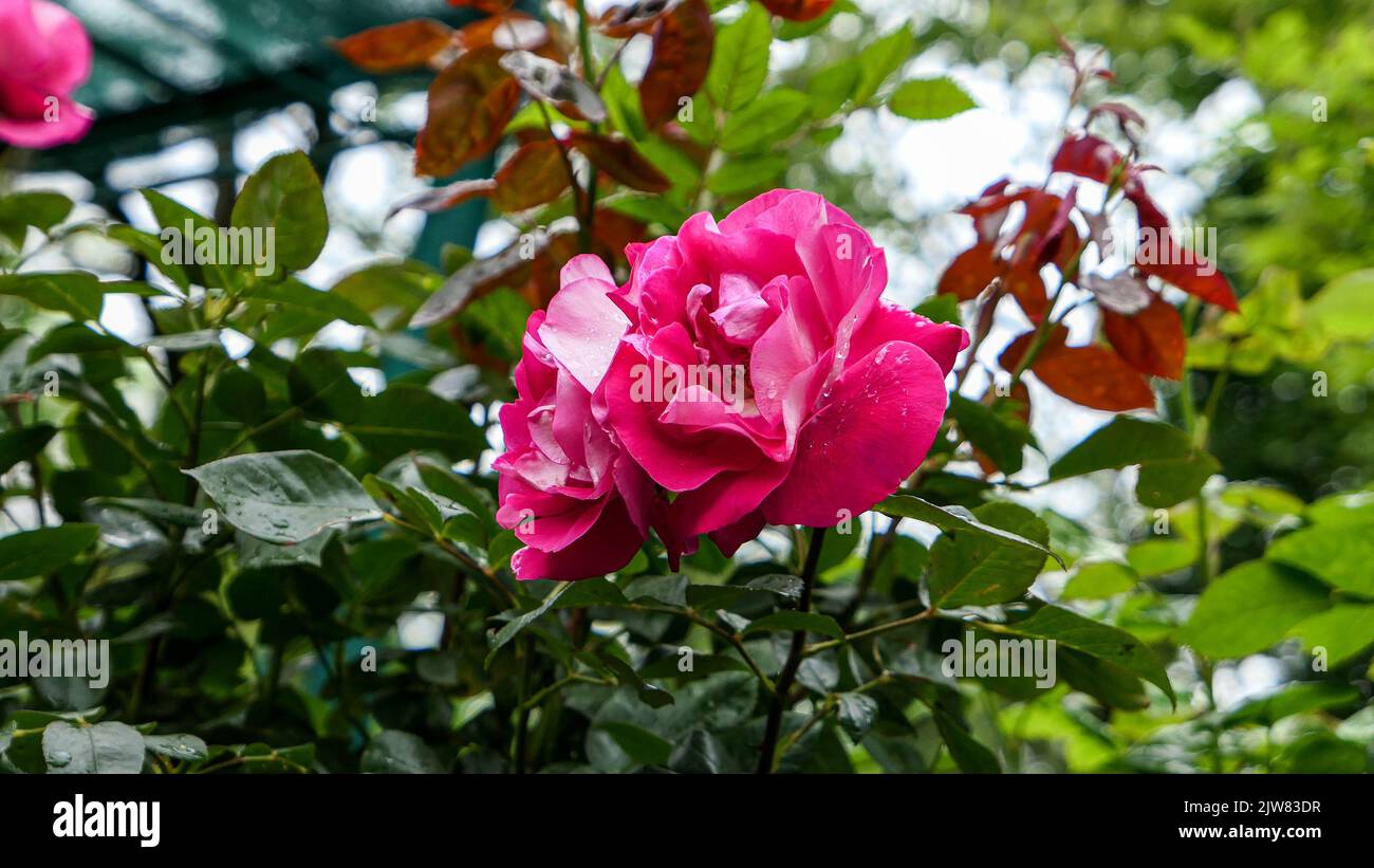A beautiful rose flowers outdoors Roses in the garden Stock Photo - Alamy