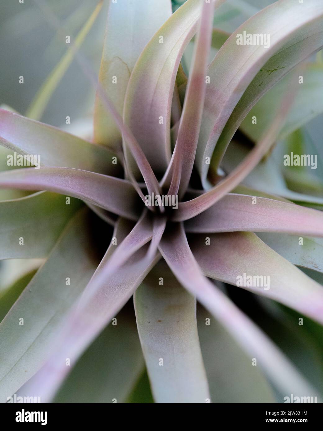 Giant air plants Tillandsia, close up of the centre of the plant Stock ...