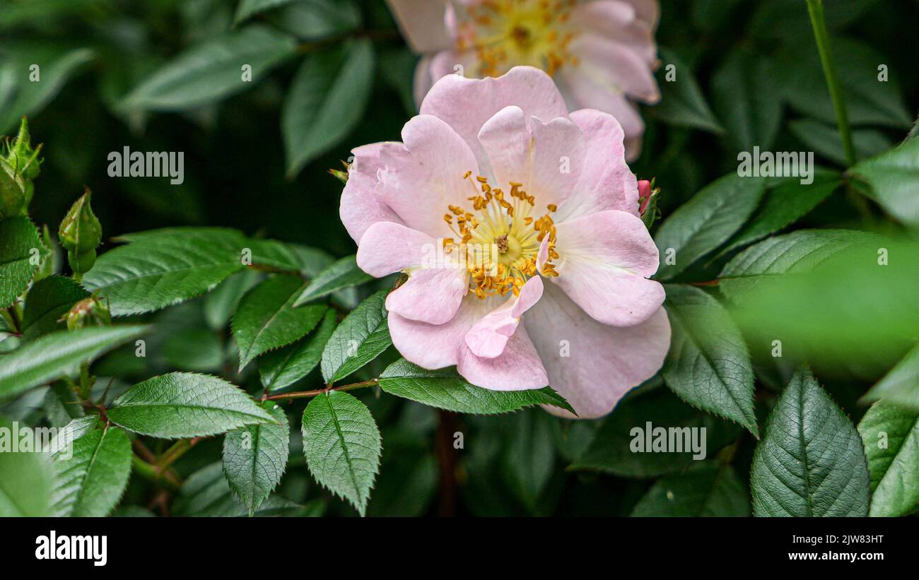 Beautiful rosehip rose flowers in the greenhouse Stock Photo - Alamy