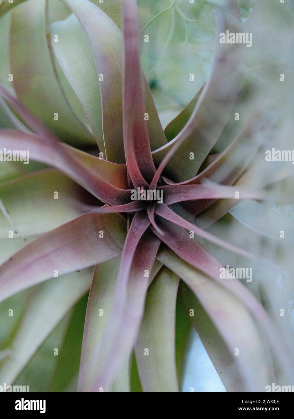 Giant air plants Tillandsia, close up of the centre of the plant Stock ...
