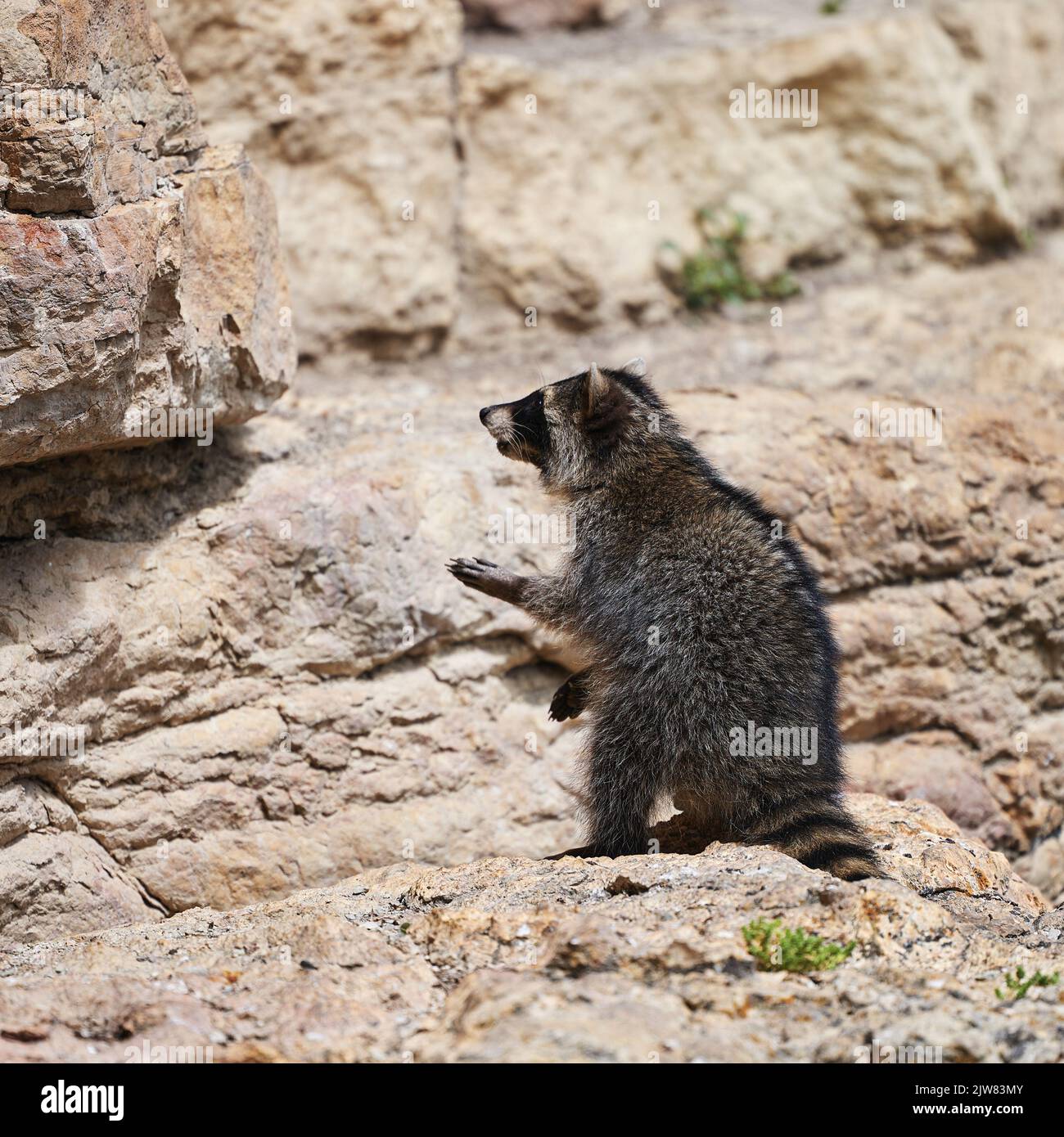 Wild Raccoon. Procyon lotor. Funny young raccoons live and play on a ...
