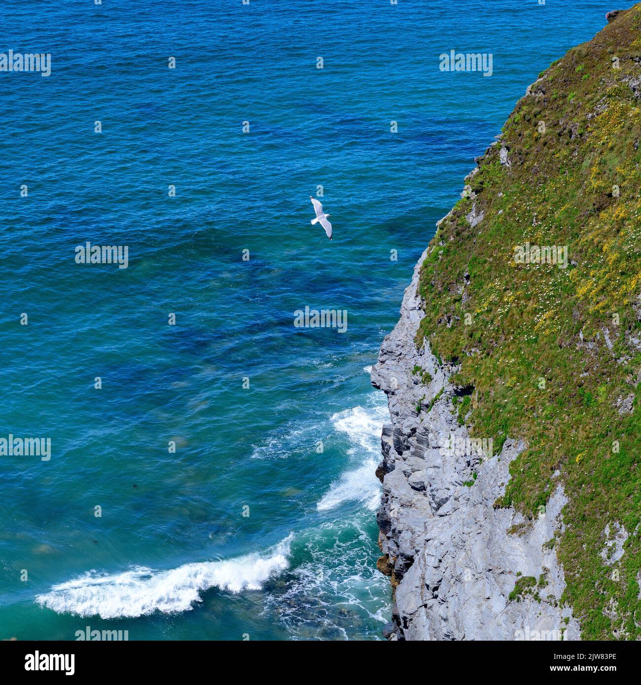 Cornwall cottage cliff hi-res stock photography and images - Alamy