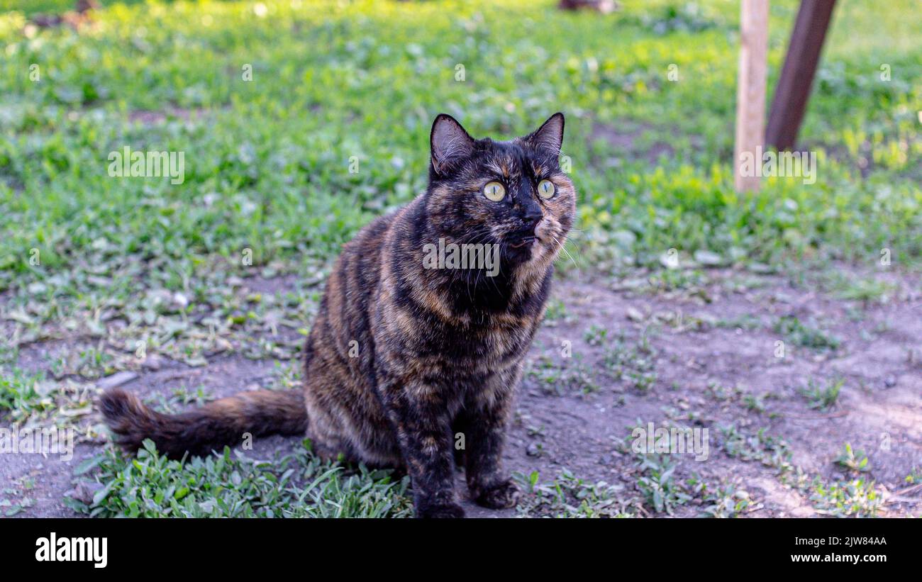 Homeless cat in the street close up portrait Affectionate city cats of ...