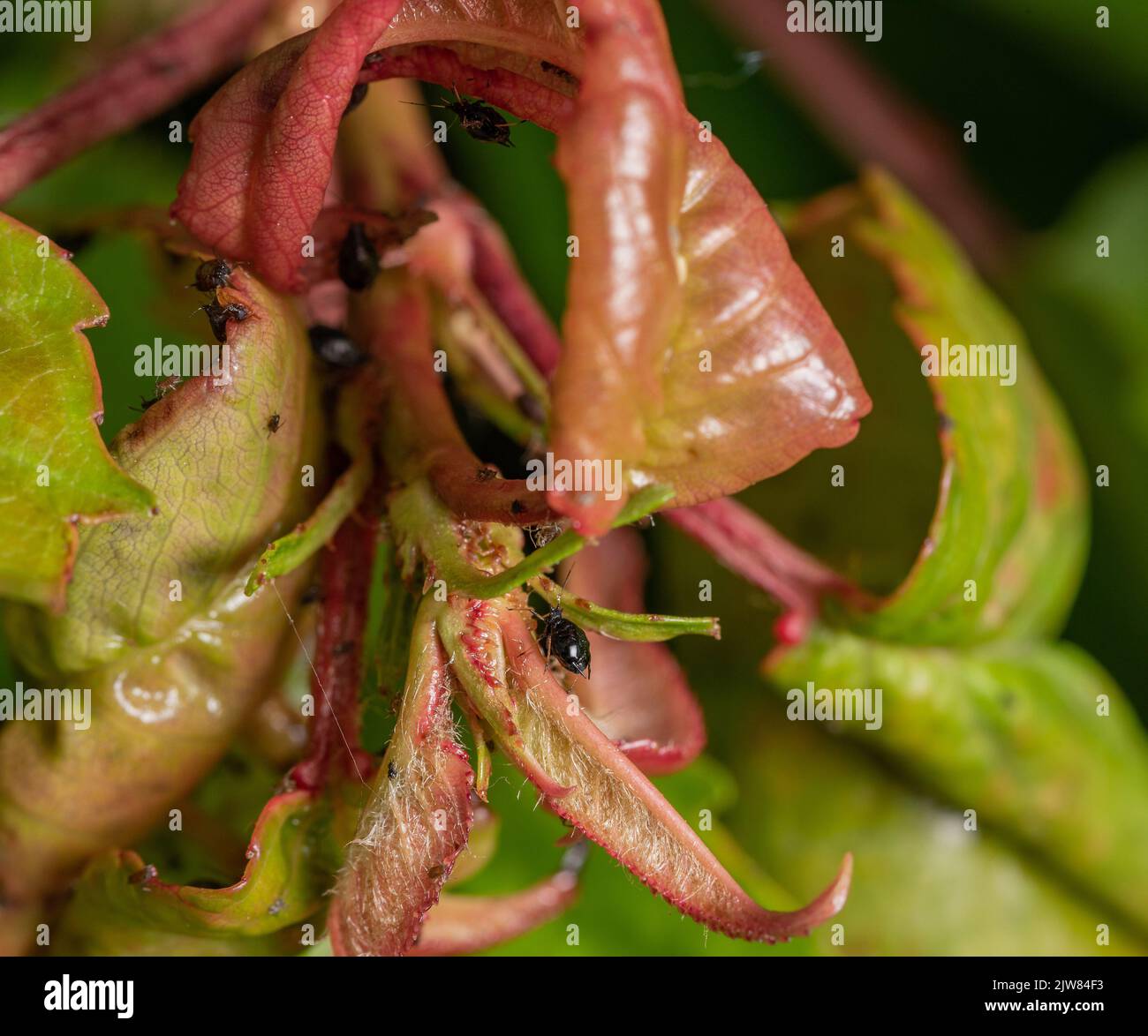 Aphids on a green leaf. Pests on the plant. The leaf is covered with ...