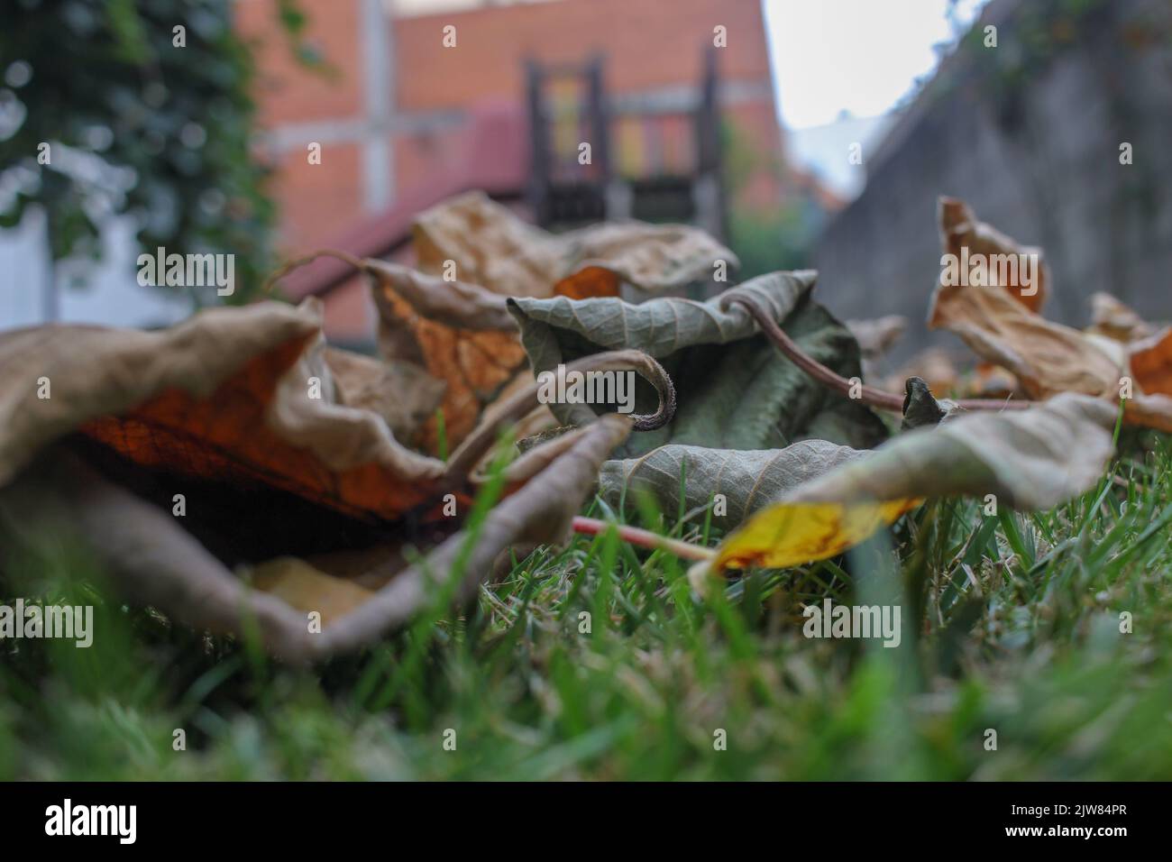 Fall lawn grass hi-res stock photography and images - Alamy
